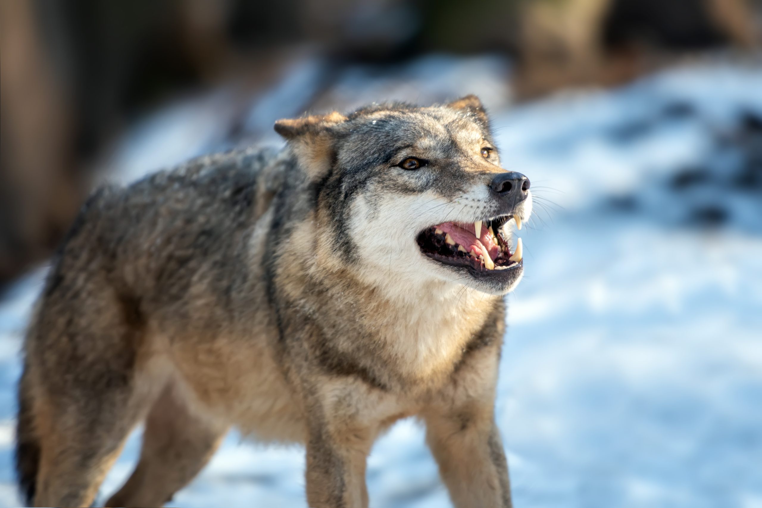 Scientists Propose Reintroducing Wolves for Climate