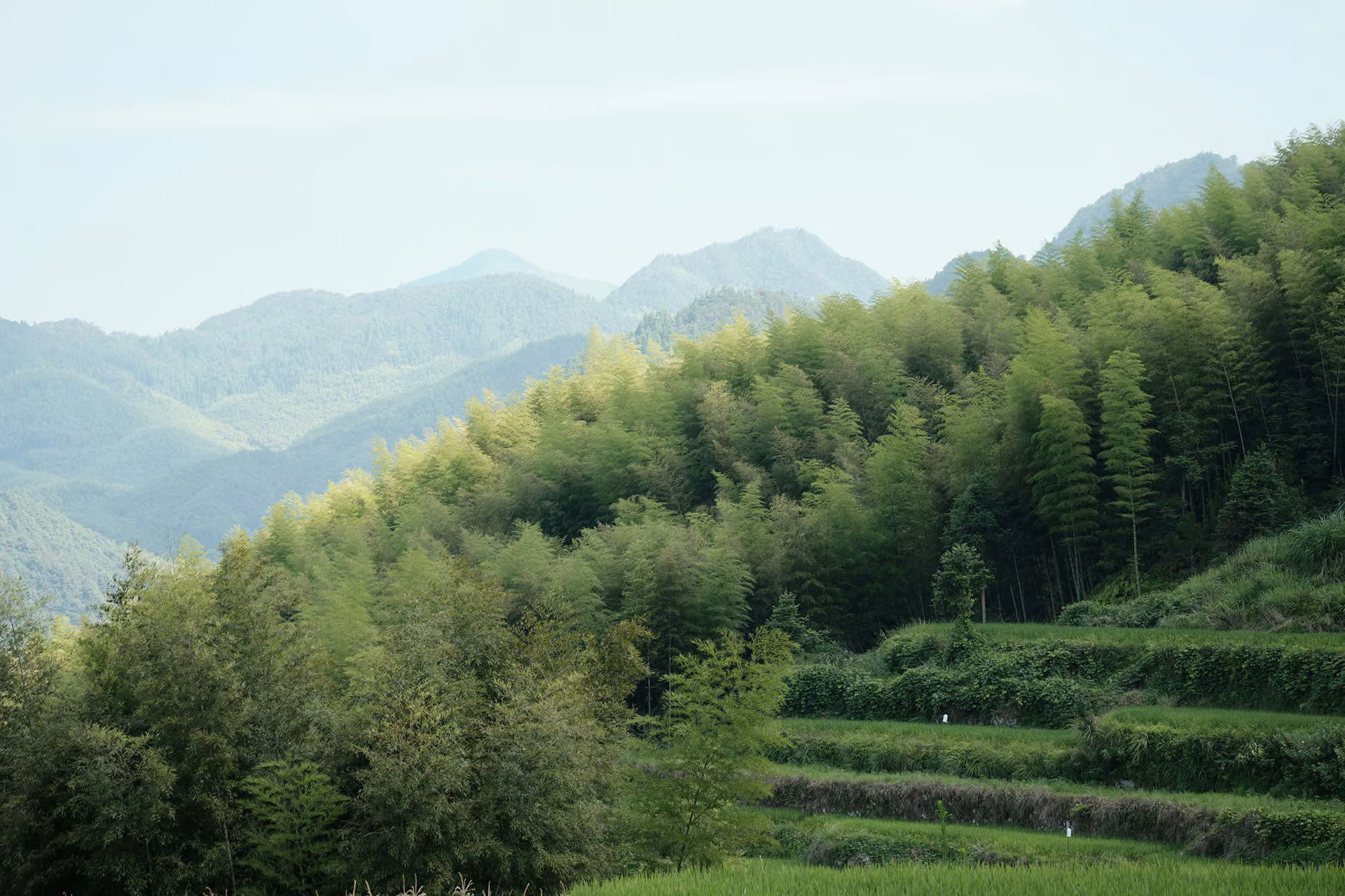 Verra rejects four China carbon projects, reviews dozens over approval ...