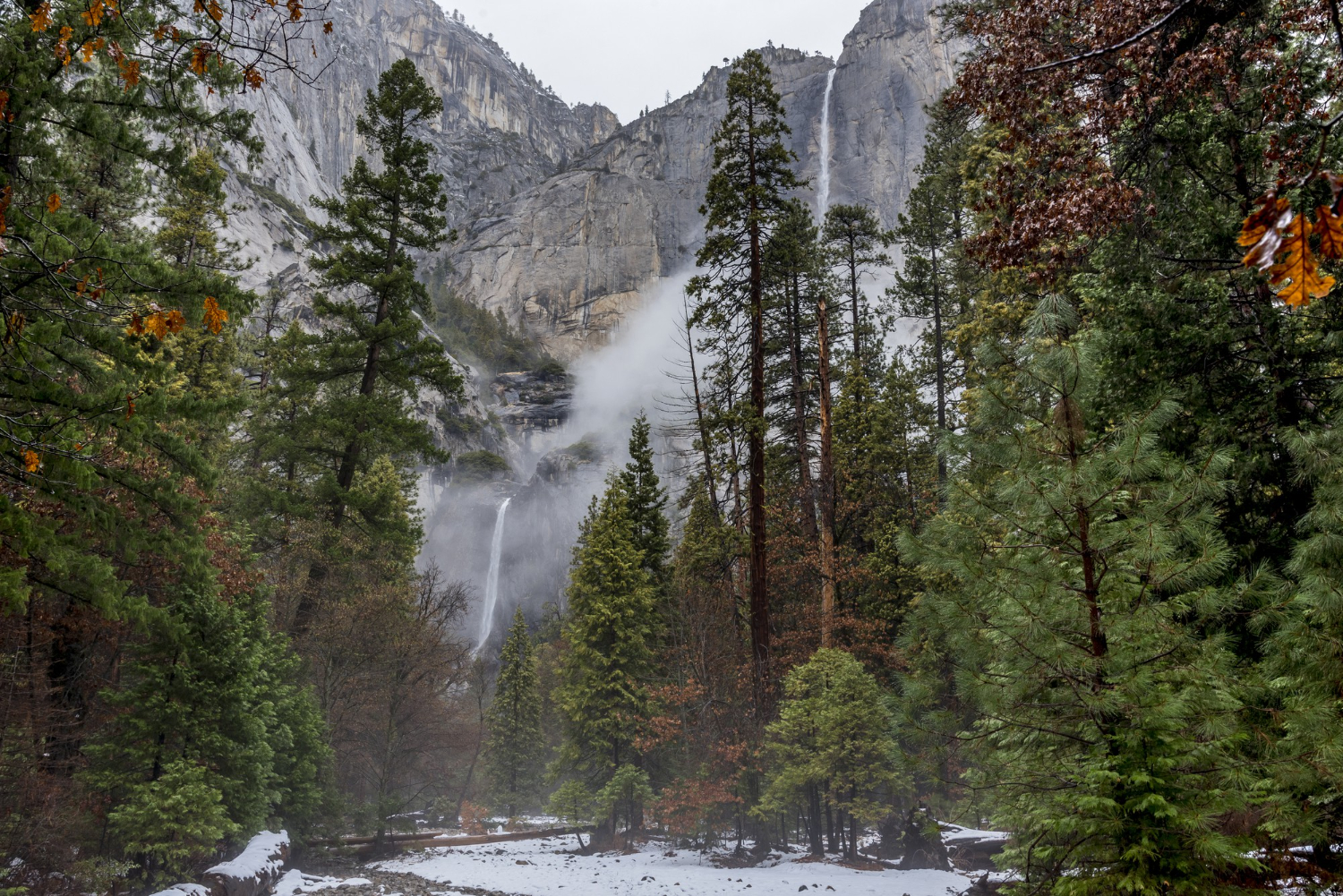 New Forests launches global natural capital investment strategy — ESG Post
