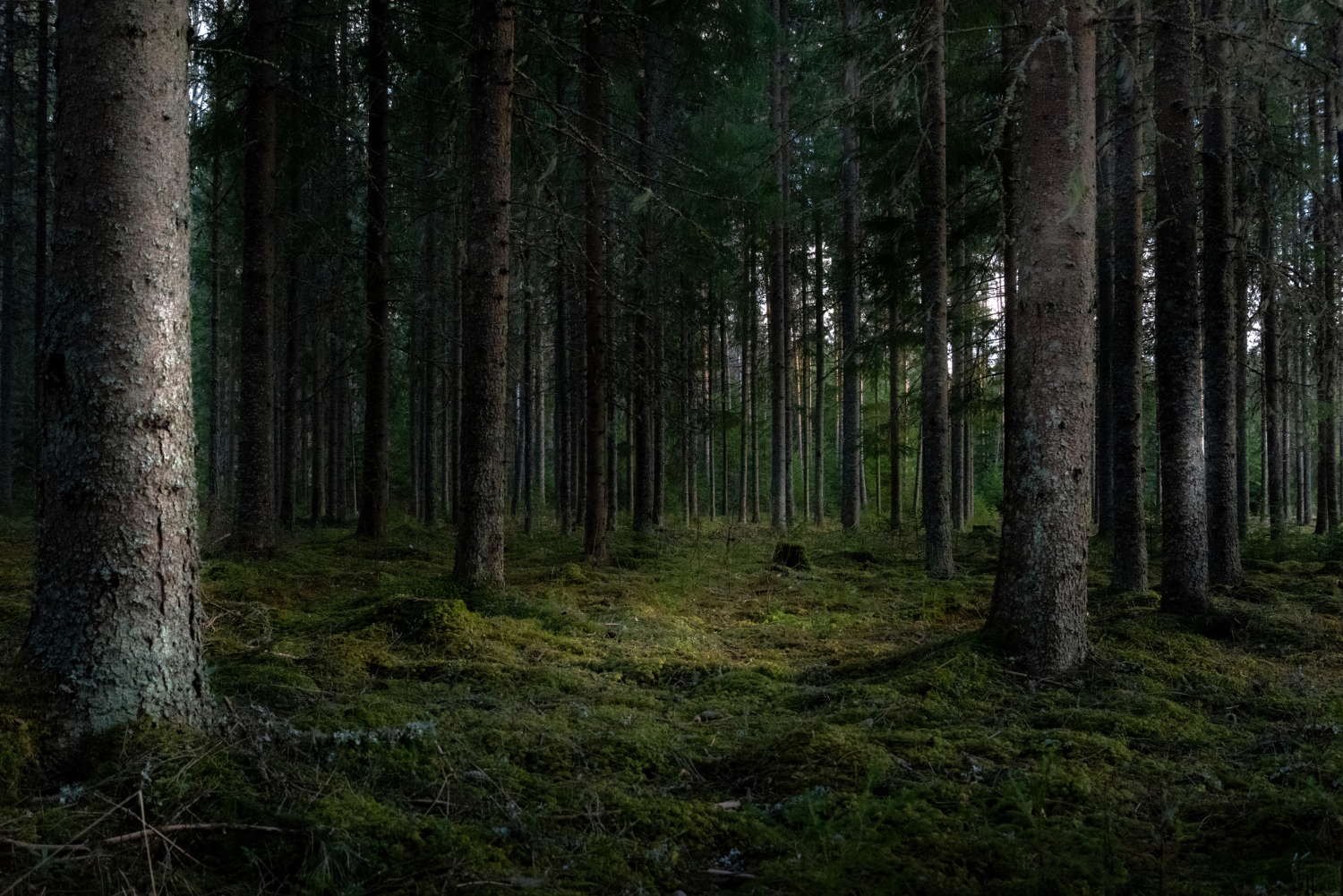 Global Carbon Council achieves CCP eligibility as ICVCM approves new ...